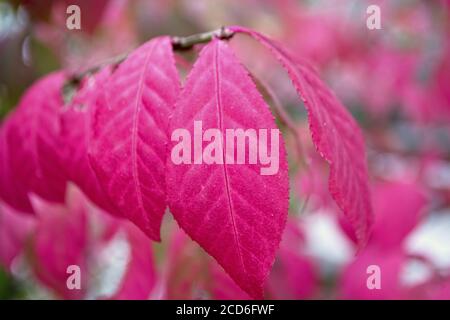 Closeup of burning bush leaves under the sunlight with a blurry ...