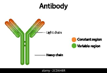 Antibody structure diagram on white background Stock Vector Image & Art ...