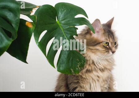 cat guilty look, green leaf plant Stock Photo - Alamy