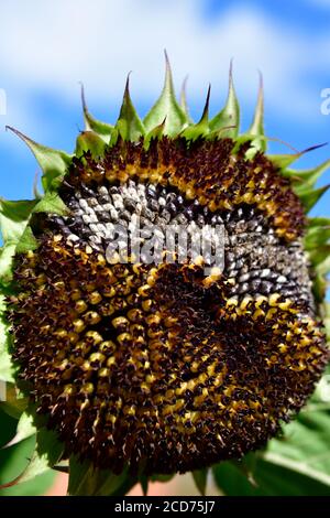 Sunflower showing the disc florets and ovarys Stock Photo - Alamy