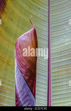 . Musa Ensete Stock Photo - Alamy
