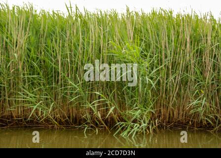 The famous Norfolk reeds grown along the banks of the Norfolk Broads in ...