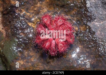 Drosera rubrifolia close to Ceres, Western Cape, South Africa Stock ...