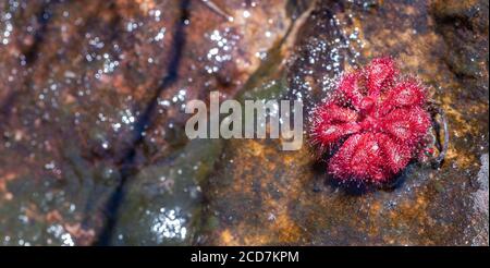 Drosera rubrifolia close to Ceres, Western Cape, South Africa Stock ...