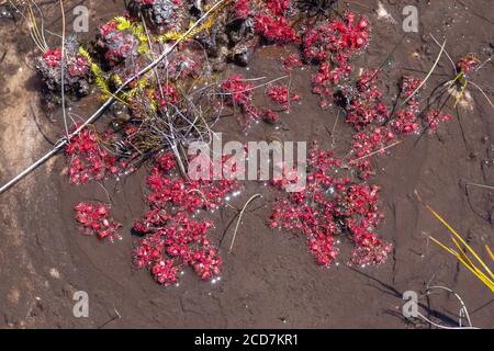 Drosera rubrifolia close to Ceres, Western Cape, South Africa Stock ...