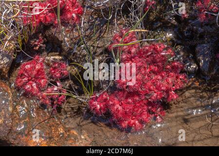 Drosera rubrifolia close to Ceres, Western Cape, South Africa Stock ...