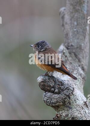 Bird (Ferruginous Flycatcher, Muscicapa ferruginea) brown sugar, orange ...