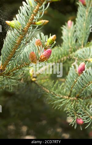 Young branches spruce buds and young spruce needles Natural background ...