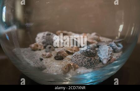 terrarium with sea shells Stock Photo - Alamy