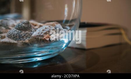 terrarium with sea shells Stock Photo - Alamy