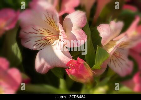 Alstroemeria (inticancha sunshine) flower portrait Stock Photo - Alamy