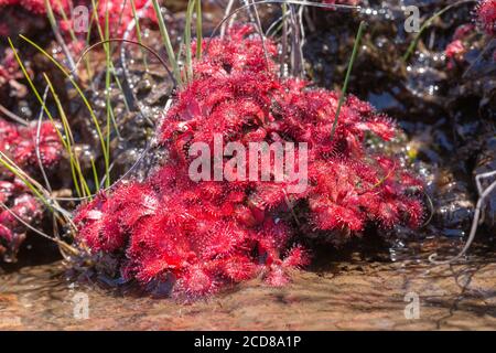 Drosera rubrifolia close to Ceres, Western Cape, South Africa Stock ...