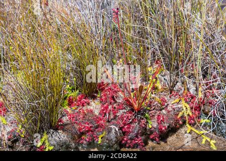 Drosera capensis and Drosera rubrifolia close to Ceres, Western Cape ...