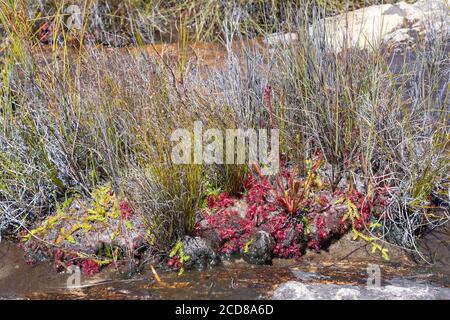 Drosera capensis and Drosera rubrifolia close to Ceres, Western Cape ...