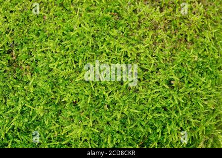 Pleurozium schreberi, the red-stemmed feathermoss or Schreber's big red ...
