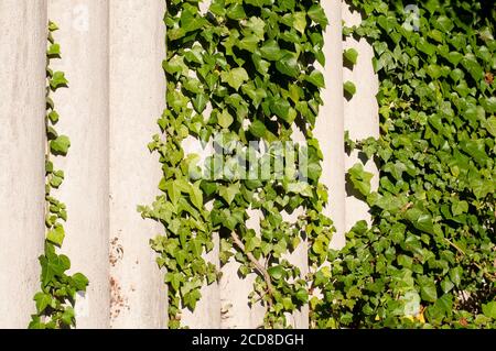 Green ivy climbing up a column in a New England garden during winter ...