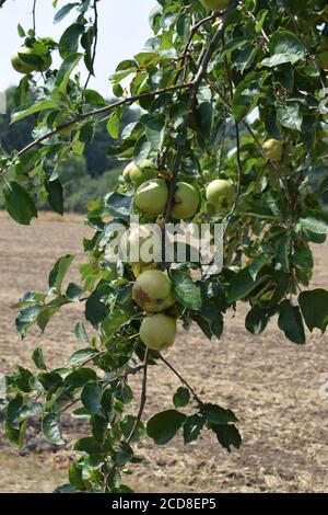 apple trees with much fruit at the roadside Stock Photo - Alamy