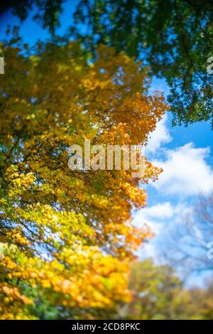Autumn leaf color trees glow in Roosevelt Island NYC Stock Photo - Alamy