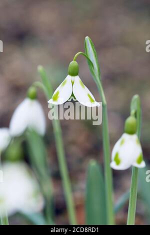 snowdrops growing out snow Stock Photo - Alamy