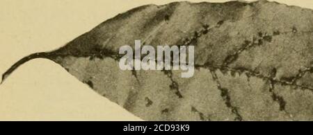 San Jose scale insect pest encrusting branch on apple tree Stock Photo ...