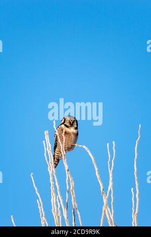 Northern Hawk in Québec, Canada Stock Photo - Alamy