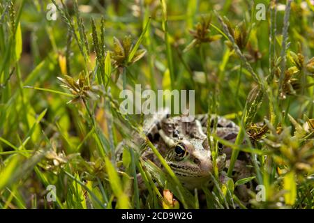 Beautiful Northern Leopard frog in grass Stock Photo - Alamy