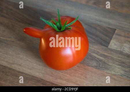 Deformed aberrant abnormal anomalous red tomato on a white background ...