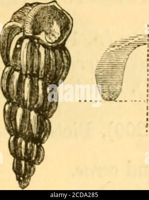 . Appendix to the Manual of Mollusca of S.P. Woodward, A.L.S ...
