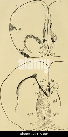. Journal of comparative neurology. DORSAL VENTRICULAR RIDGE 495 Stock ...