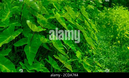 The picture of colocasia esculenta (alocasia) or taro. Local name of ...