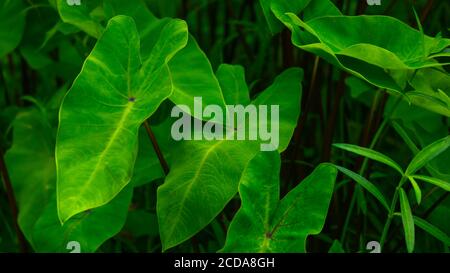 The picture of colocasia esculenta (alocasia) or taro. Local name of ...