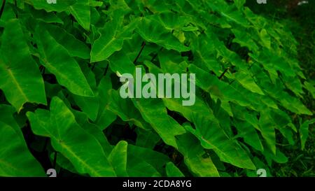 The picture of colocasia esculenta (alocasia) or taro. Local name of ...