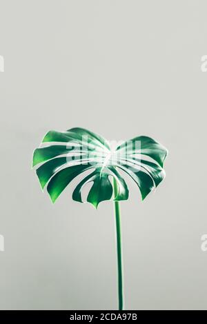 A large green real leaf of room monstera creeper. Tropical palm Stock ...