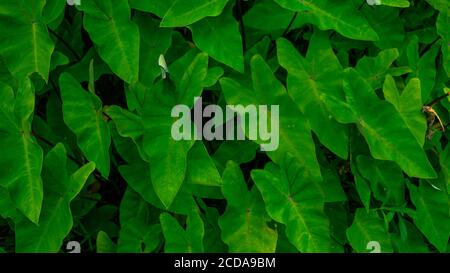 The picture of colocasia esculenta (alocasia) or taro. Local name of ...