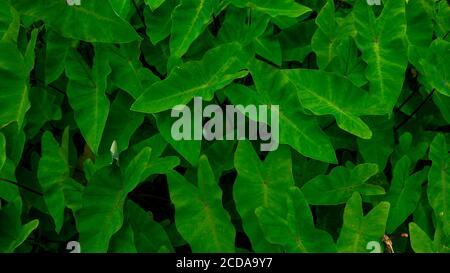 The picture of colocasia esculenta (alocasia) or taro. Local name of ...