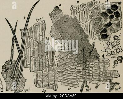 A carp: cross-section through the body of the fish, showing the ...