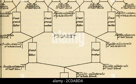 . Intestate succession in the state of New York, showing the rights of ...