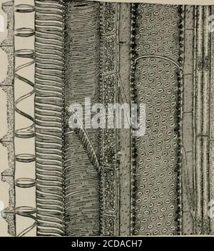 Linden wood cross section in the dark field under the microscope 100x ...
