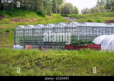 Geothermal grass plant growing in boiling water in Yellowstone Mud ...