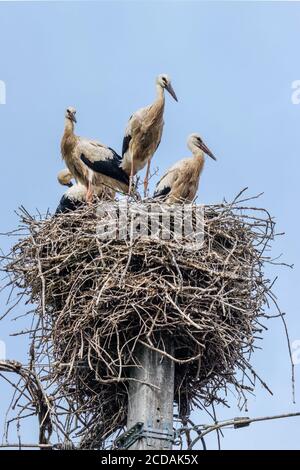 European white stork breeding babies before migration in their nest ...