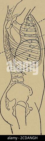 . Physical diagnosis . „,» Upper lobe. ^, Lower lobe. , Spleen. Lower ...
