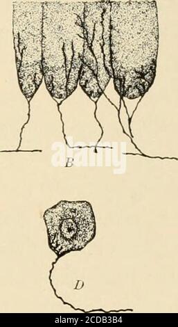 Smooth muscle fibers of the small intestine, longitudinally sectioned ...