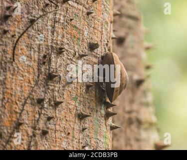 Tree snail Caracolus caracolla in El Yunque National Forest Puerto Rico ...