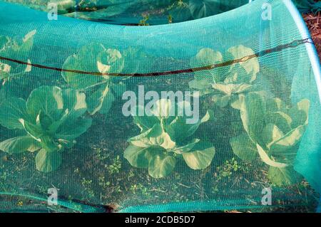 Cabbage plants growing under netting to give protection from ...