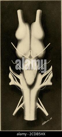 . Journal of comparative neurology . Fig. 2 Drawing of the ventral ...