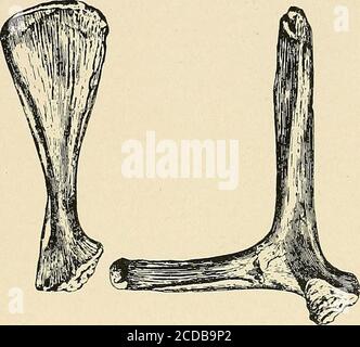 . Water reptiles of the past and present . FiG. 32.—Skeleton of ...