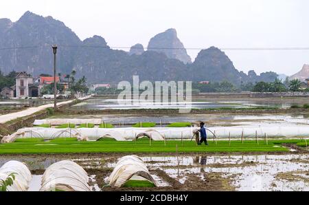 Terraced rice field inside fog and morning ray in Mu Cang Chai Vietnam ...