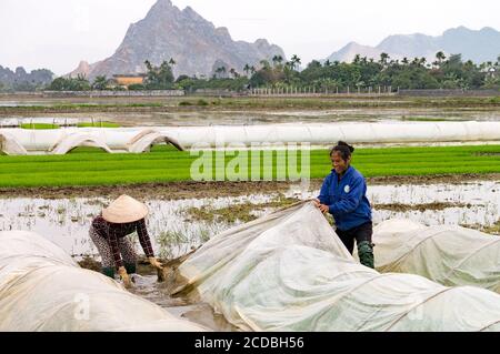 Terraced rice field inside fog and morning ray in Mu Cang Chai Vietnam ...