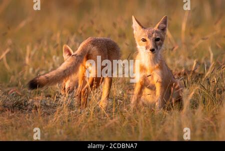 Swift fox kits in the Canadian wilderness Stock Photo - Alamy