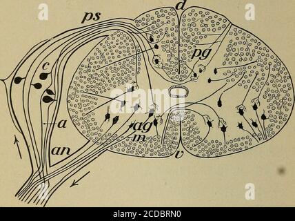 Spinal cord cross section showing neurones and glia cells. Light ...